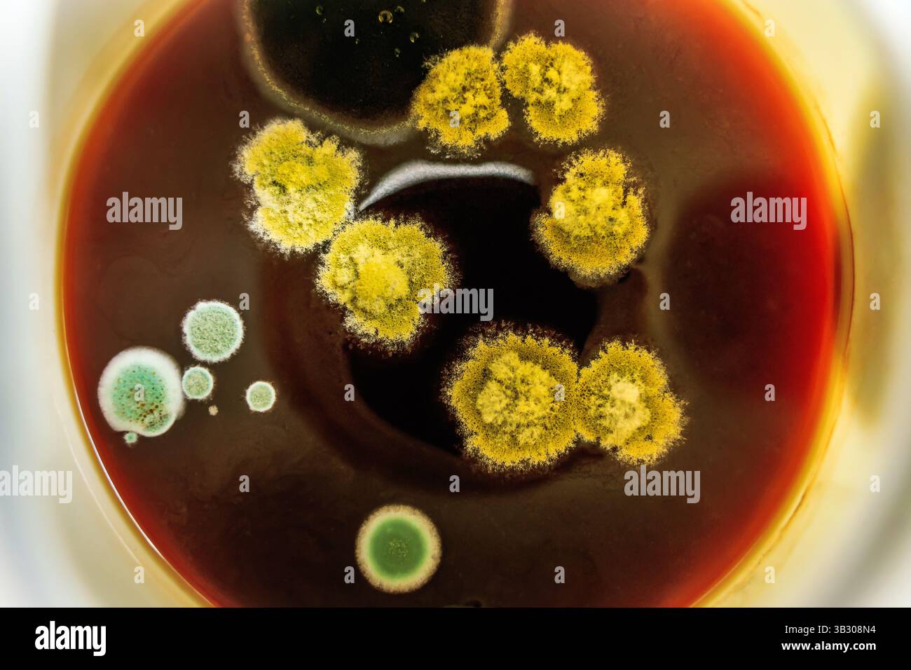 Bacterial fungus on the surface of a liquid. Reproduction of ...