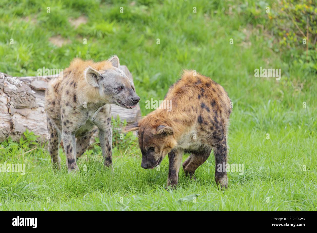 Two adult spotted hyenas (Crocuta crocuta), one male and one female, display courtship behaviour ...