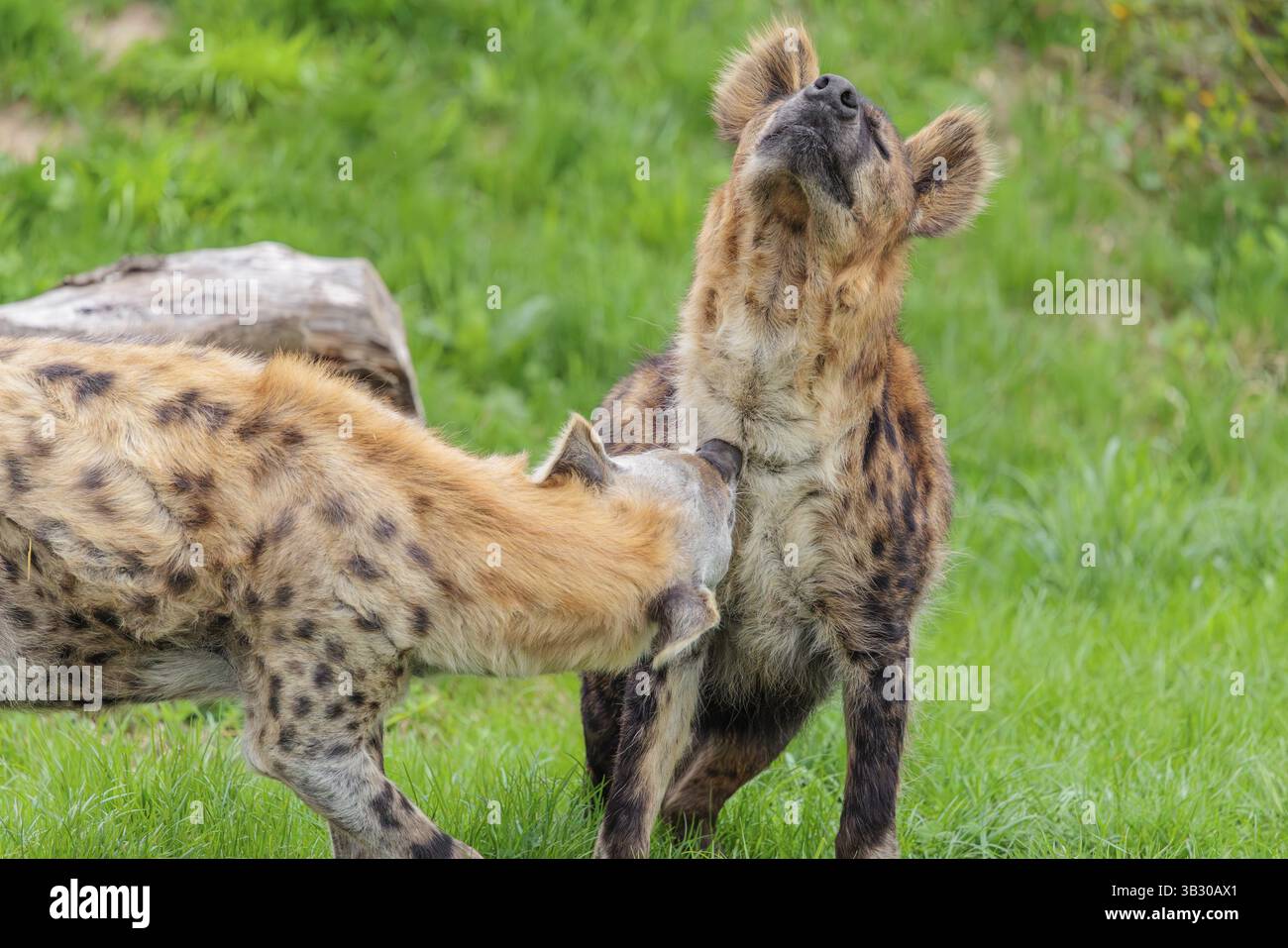 Two adult spotted hyenas (Crocuta crocuta), one male and one female, display courtship behaviour ...