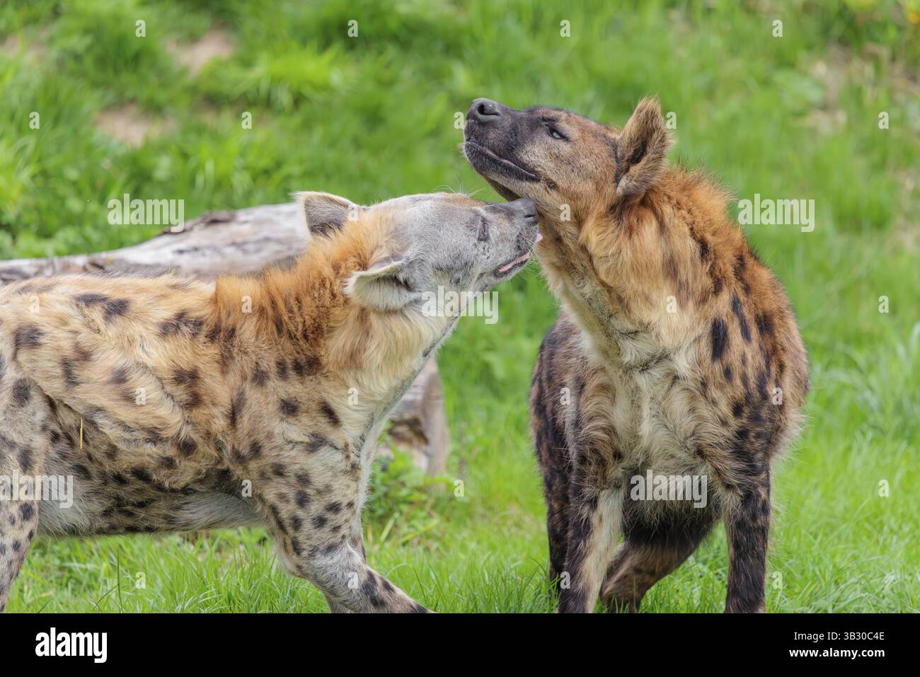 Two adult spotted hyenas (Crocuta crocuta), one male and one female, display courtship behaviour ...