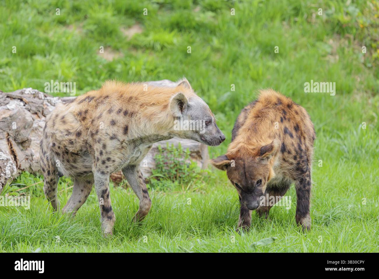 Two adult spotted hyenas (Crocuta crocuta), one male and one female, display courtship behaviour ...