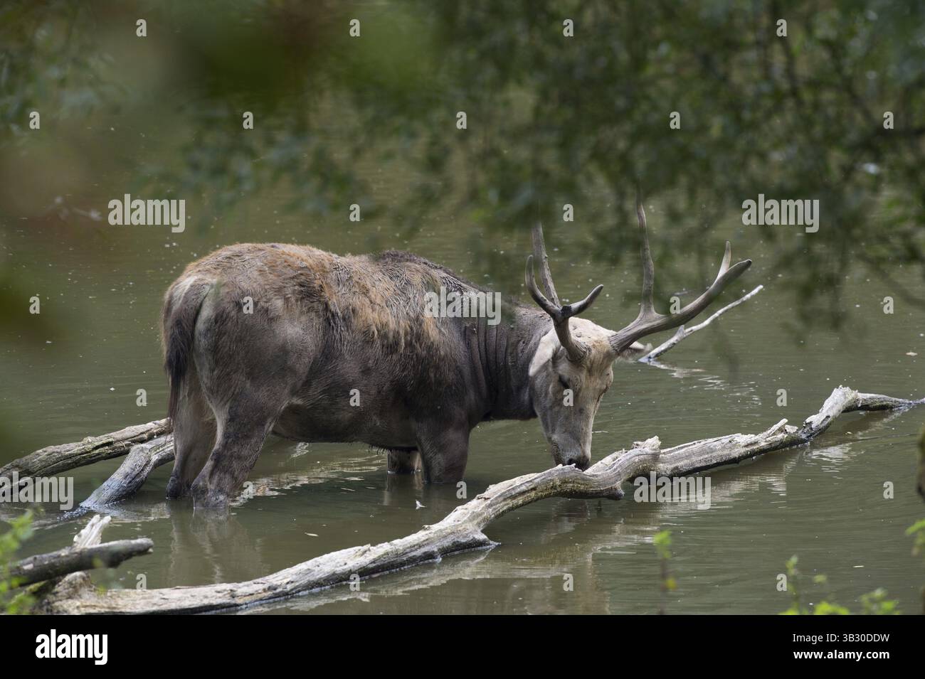 Elaphure hi-res stock photography and images - Alamy