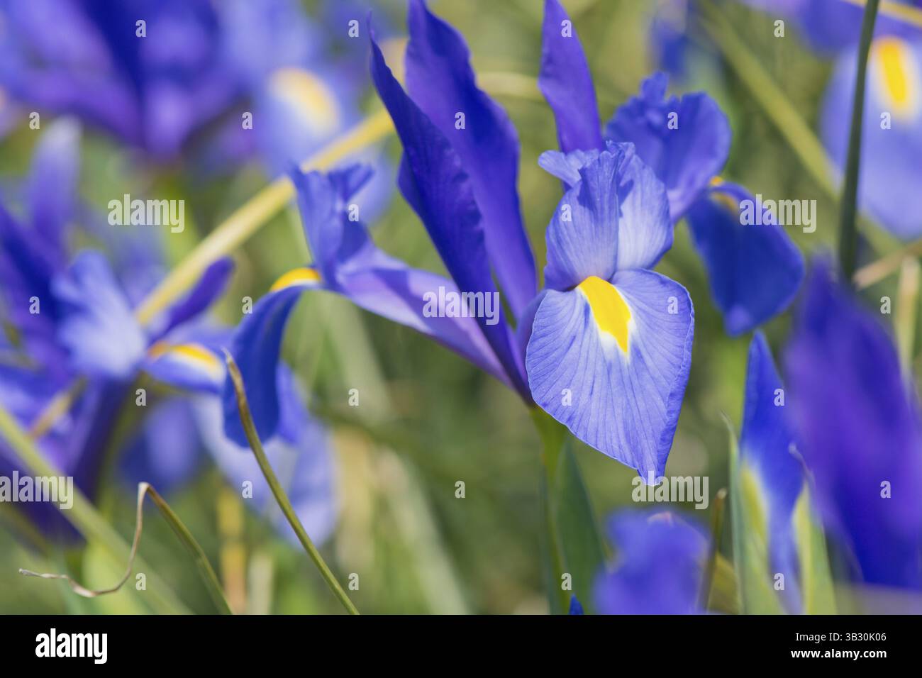 Magical iris hi-res stock photography and images - Alamy
