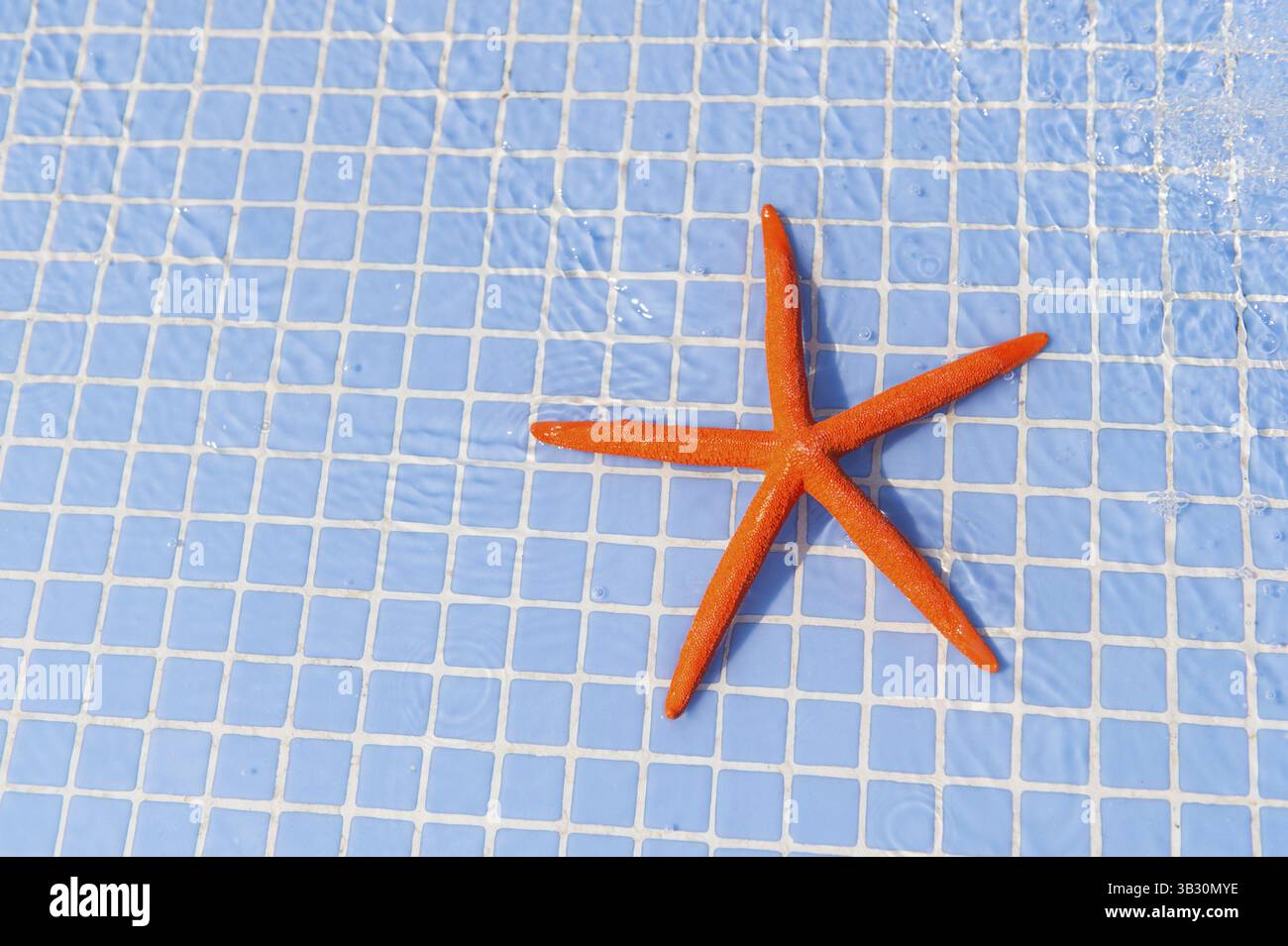 Starfish at the bottom from swimming pool Stock Photo - Alamy