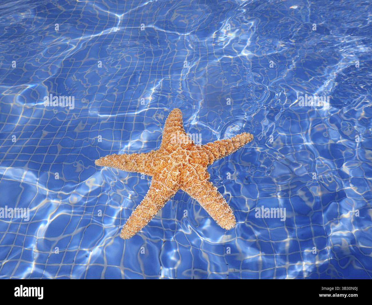One starfish hi-res stock photography and images - Alamy