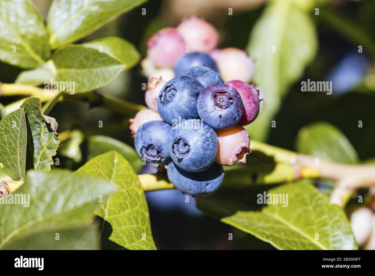 Organic blueberries ripening on a hot summer's day in Stanley, Victoria ...