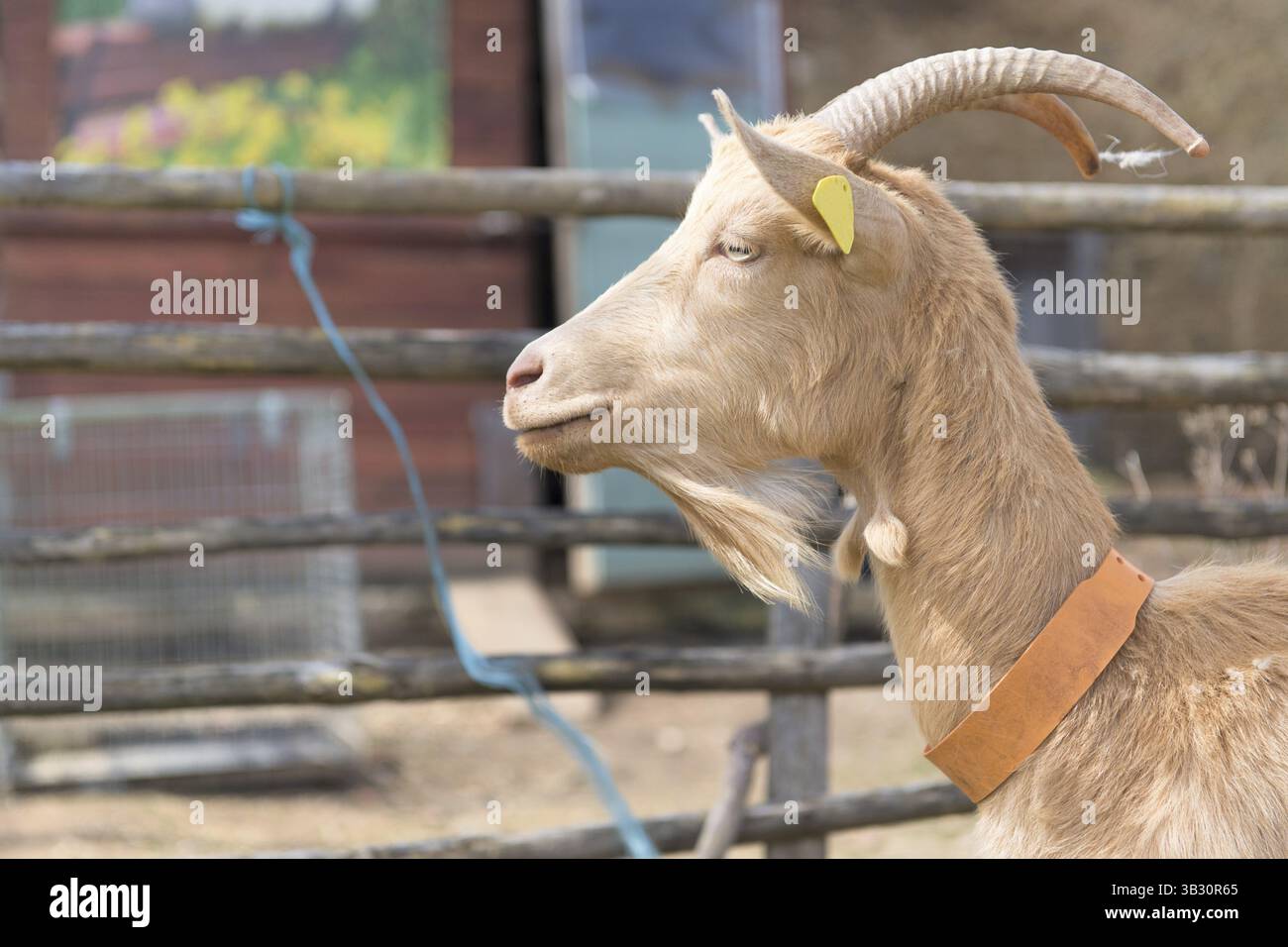 Detail of brown goat outdoor Stock Photo - Alamy