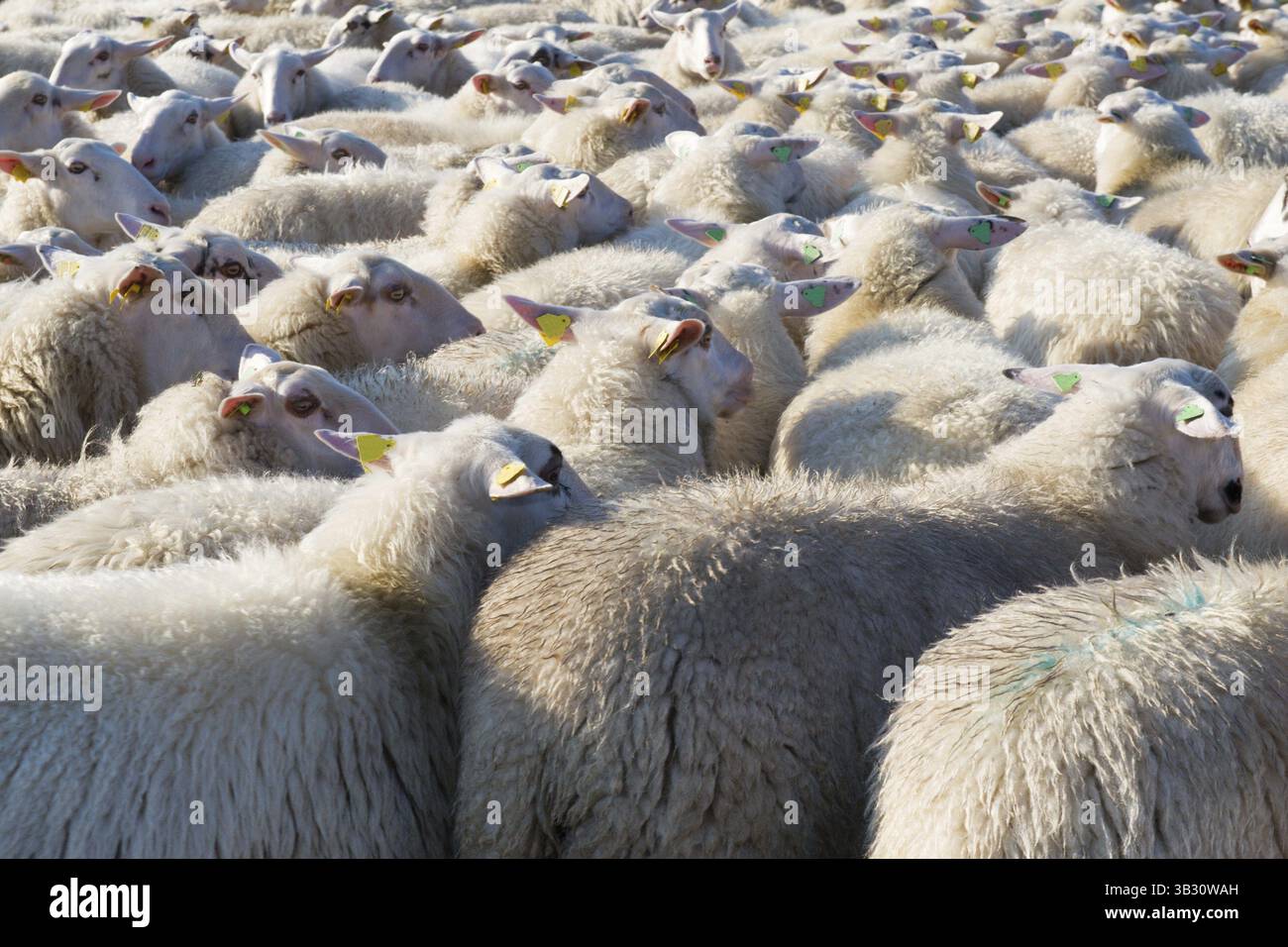 Big sheep herd in Ede Holland Stock Photo - Alamy
