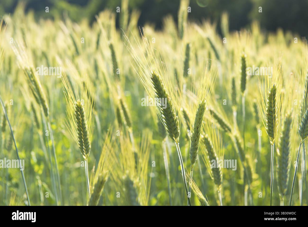 No one landscapes agriculture outdoors hi-res stock photography and ...