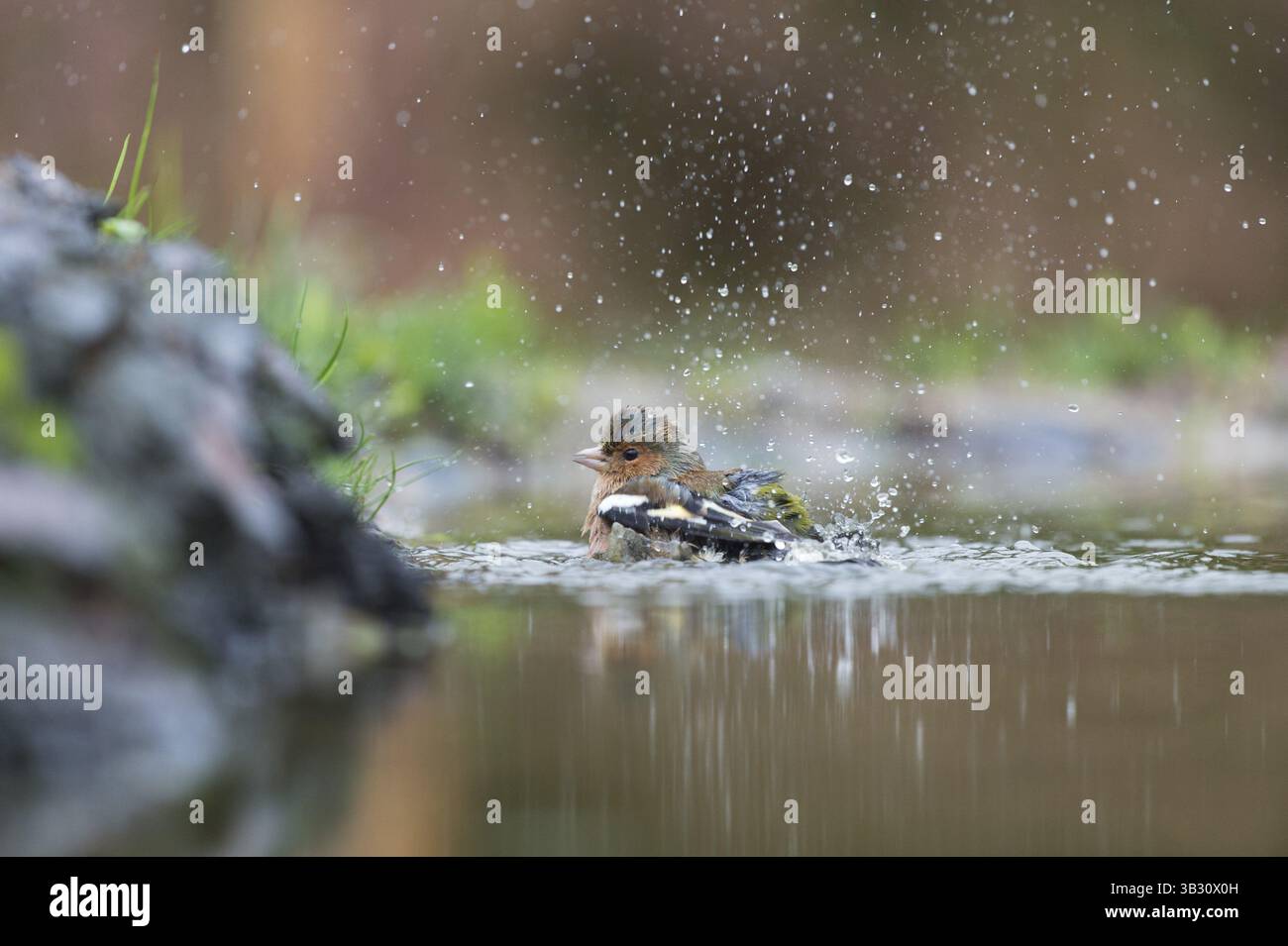 Single female finch bathing hi-res stock photography and images - Alamy