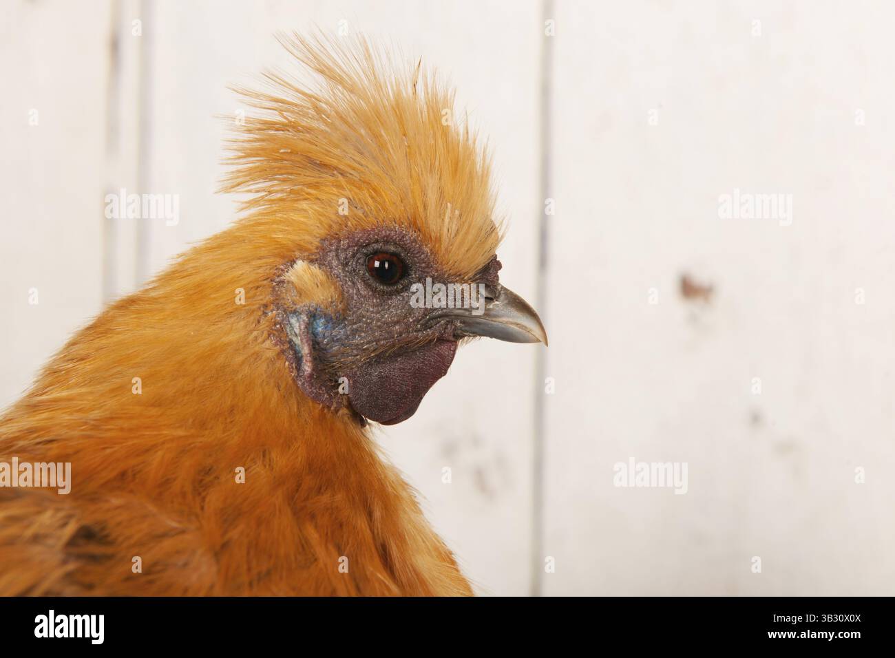Brown silkies hi-res stock photography and images - Alamy