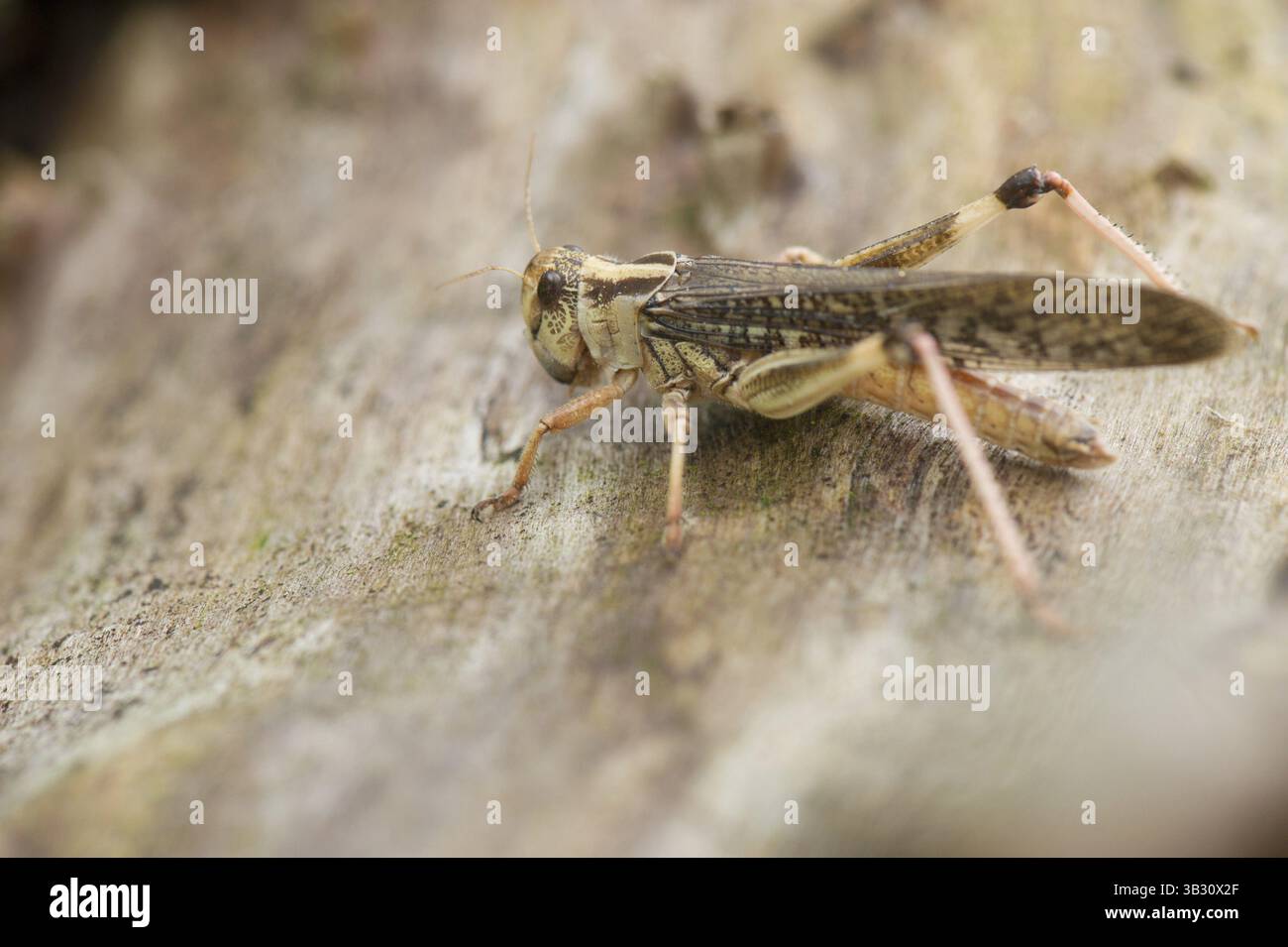 Cricket macro photo hi-res stock photography and images - Alamy