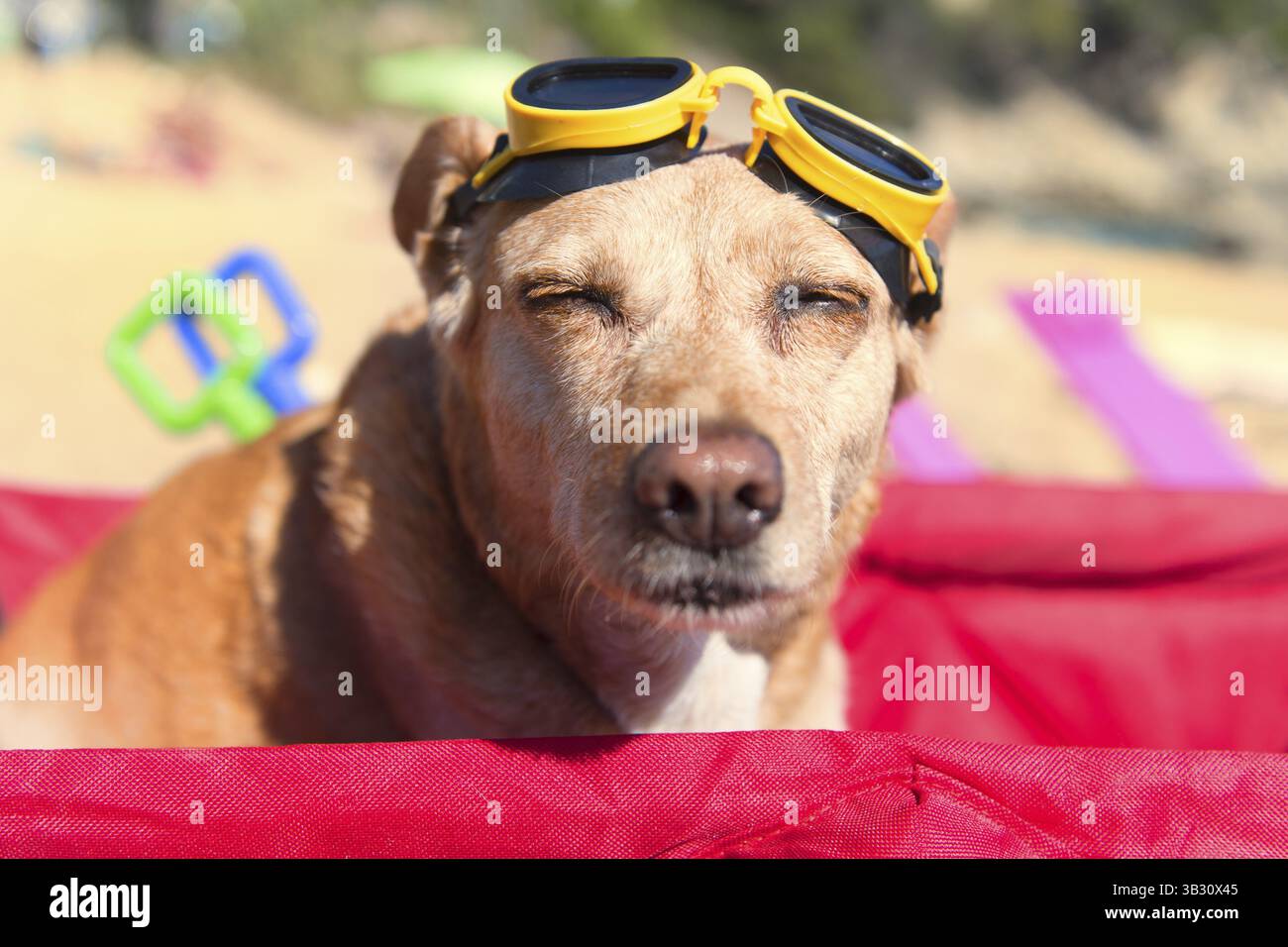 Funny dog with goggles at the beach Stock Photo - Alamy