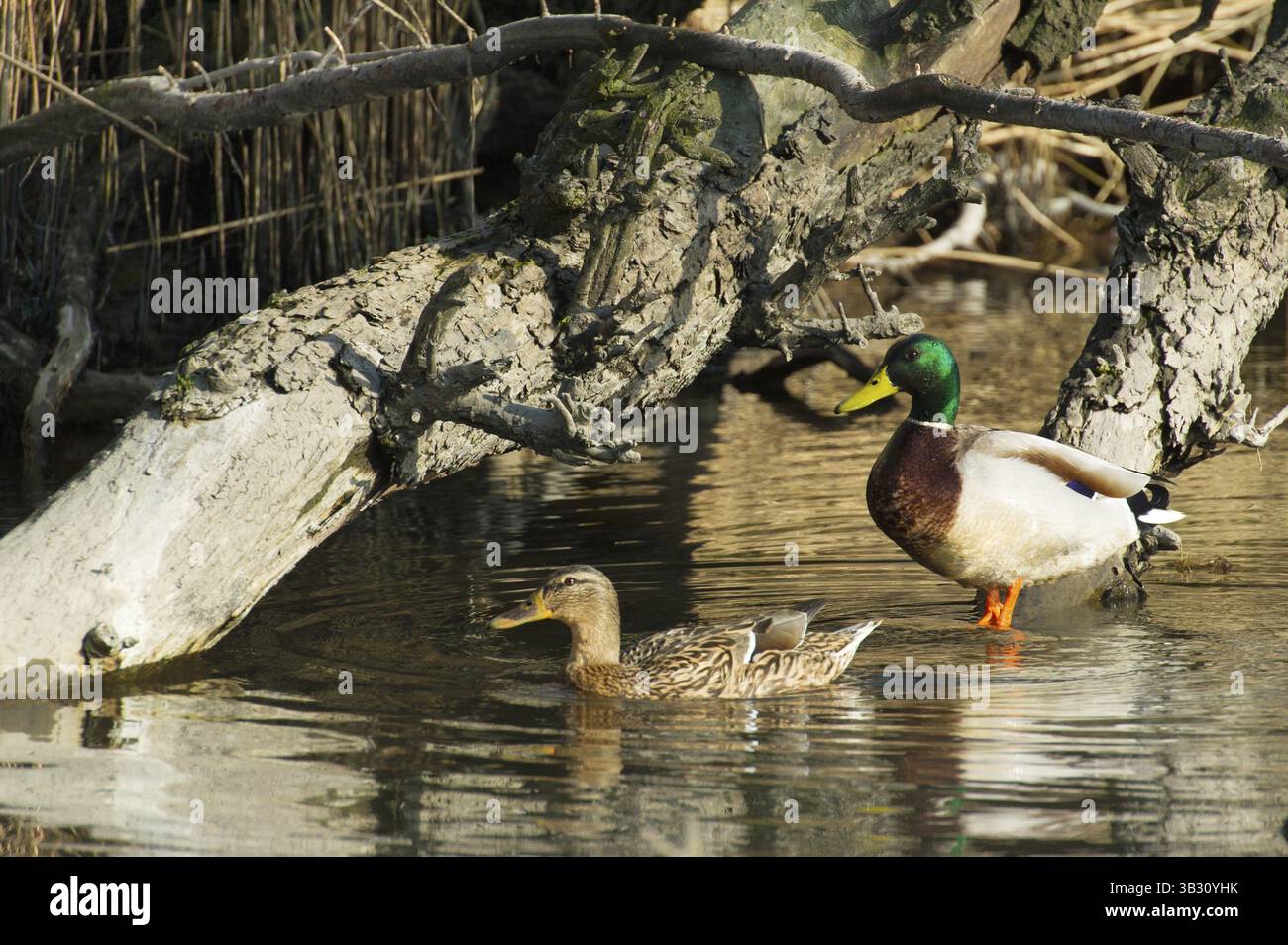 Wild Ducks swimming in Dutch nature Biesbosch Stock Photo - Alamy