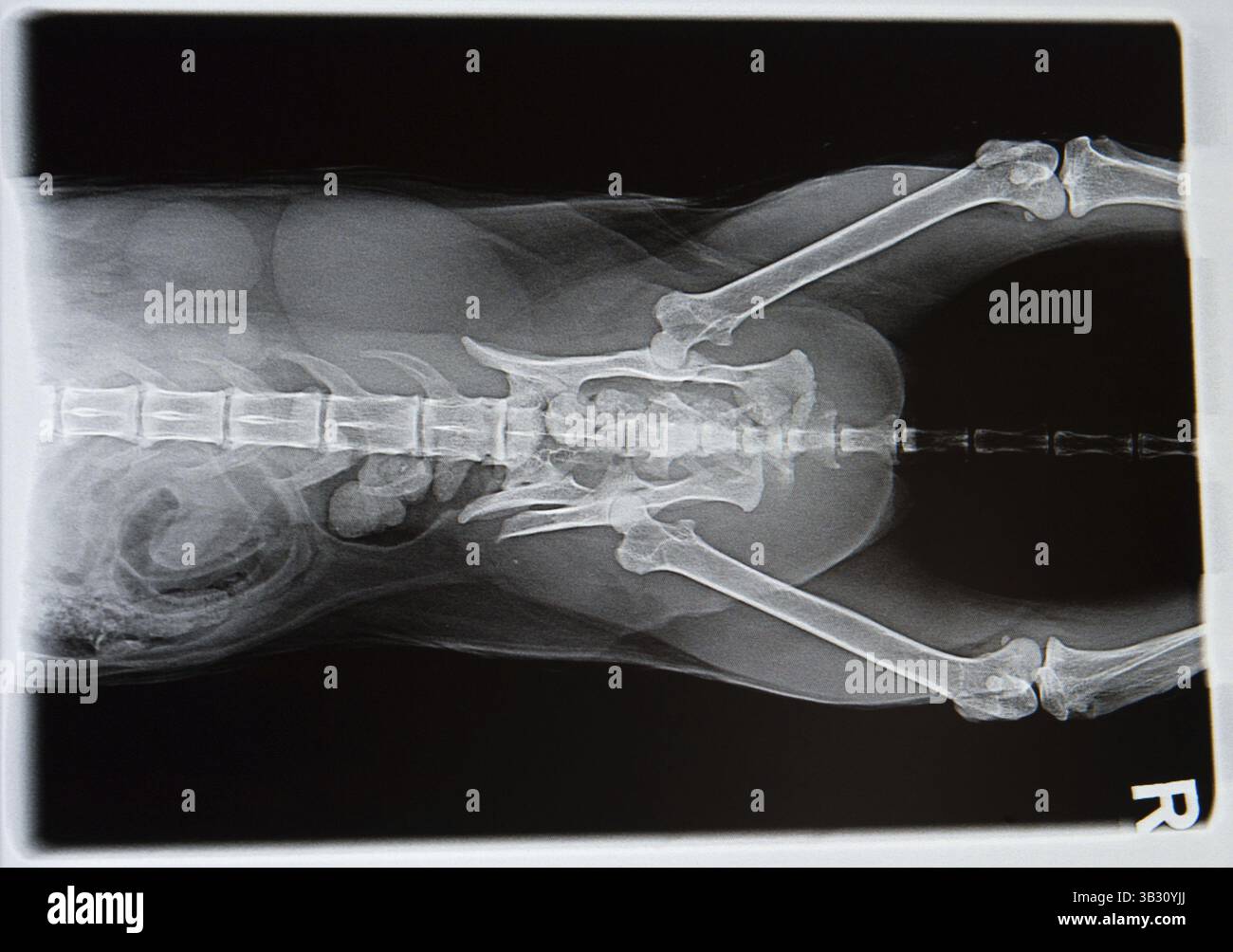 X-ray from dog in negative Stock Photo - Alamy