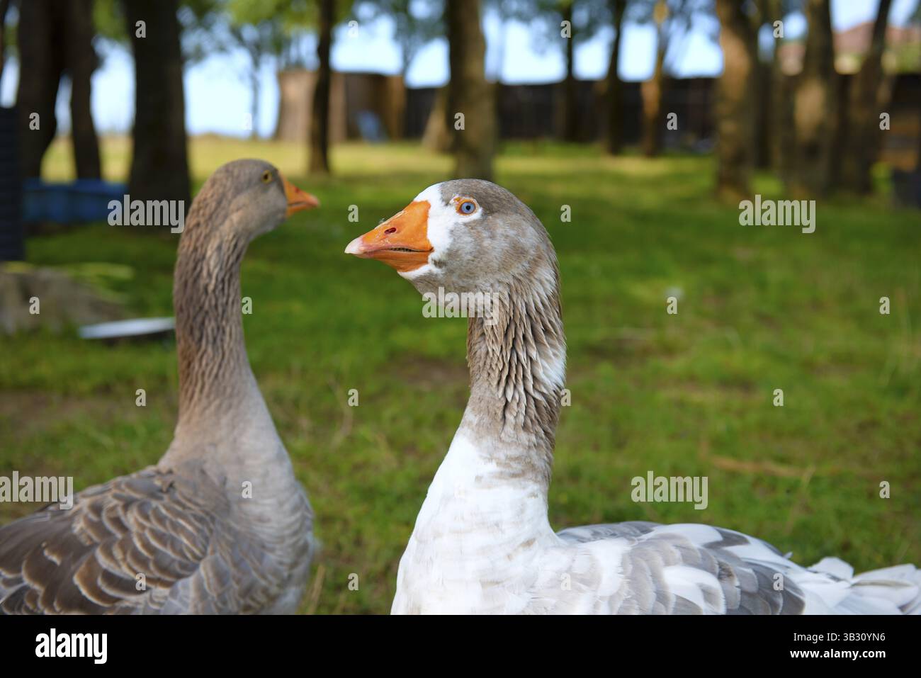Orchard geese hi-res stock photography and images - Alamy