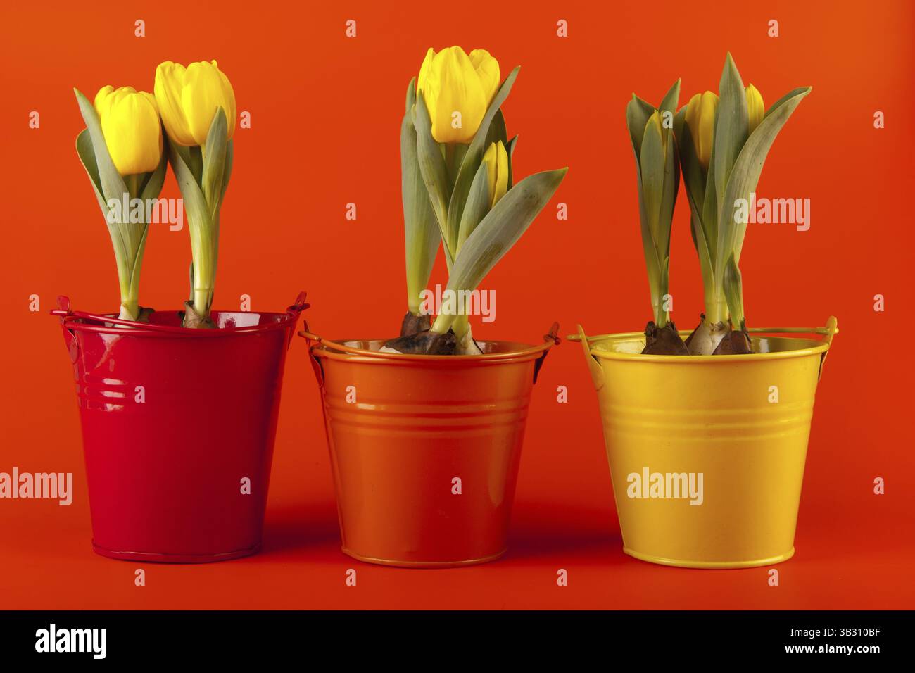 Flower pot rows hi-res stock photography and images - Alamy