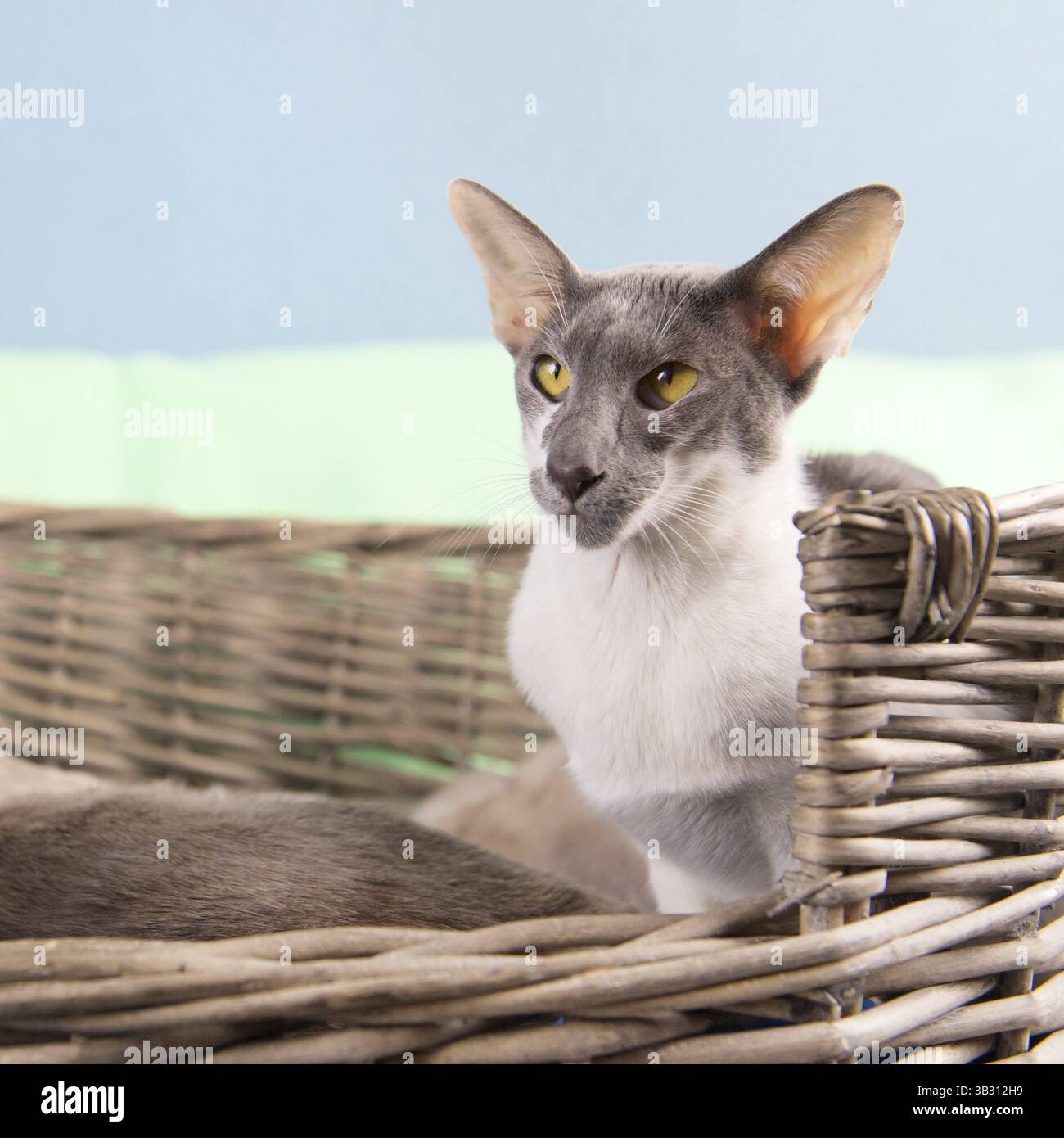 Mottled coloration hi-res stock photography and images - Alamy