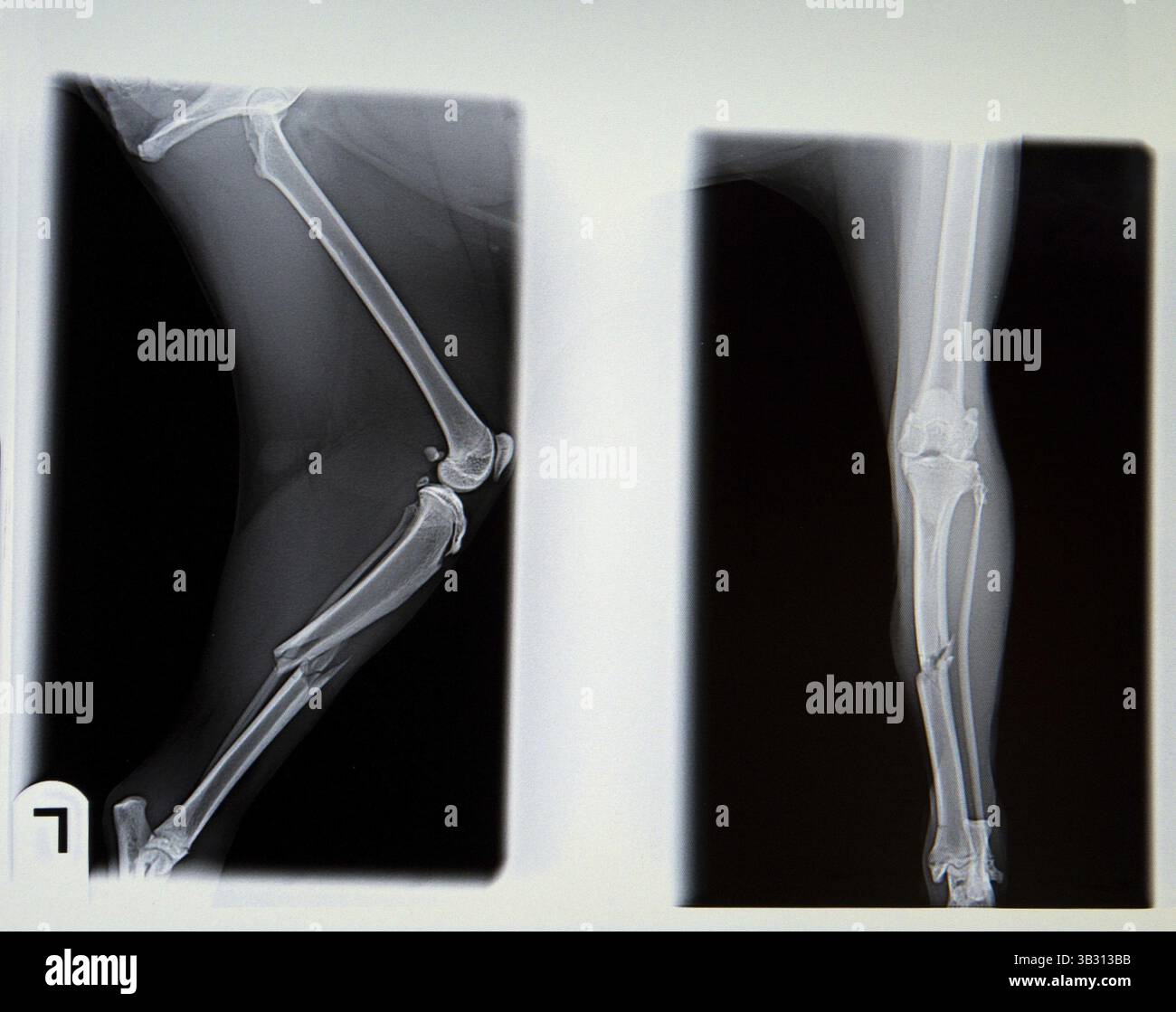 X-ray from broken leg of dog in negative Stock Photo - Alamy