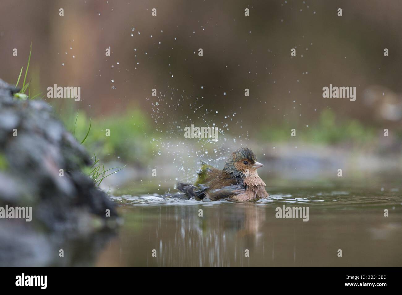 Single female finch bathing hi-res stock photography and images - Alamy