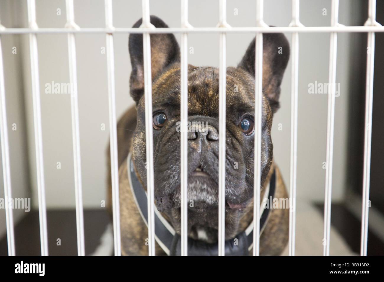 French bull dog behind the bars in cage Stock Photo - Alamy