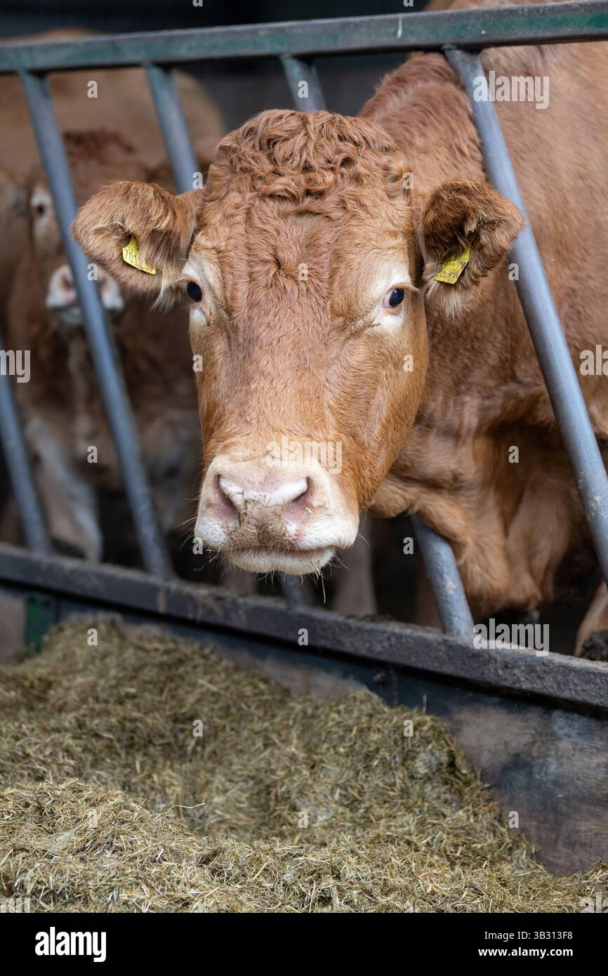 Limousin beef cattle wintering in a cattle shed and eating silage from ...