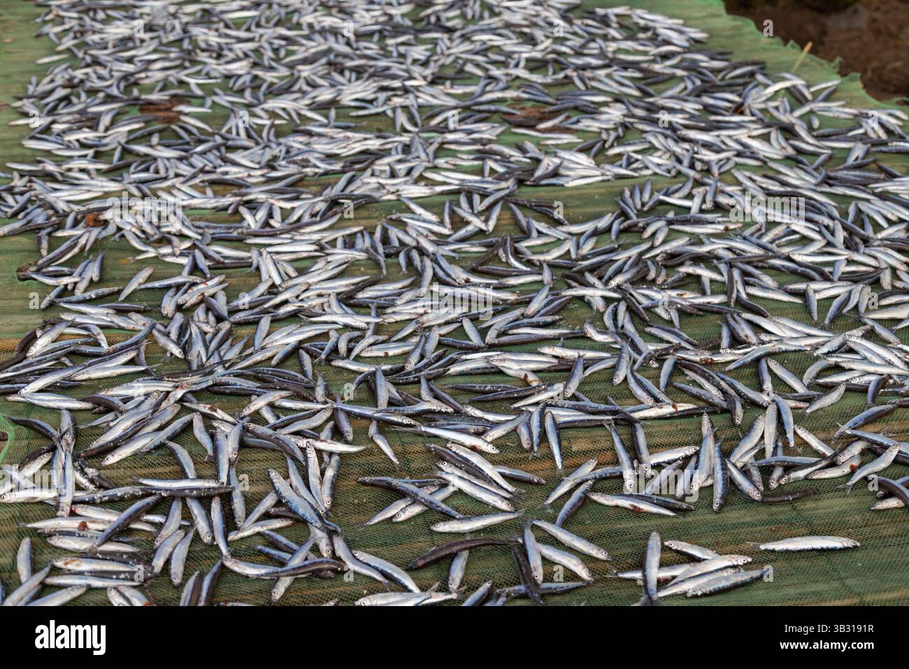 Engraulicypris sardella hi-res stock photography and images - Alamy