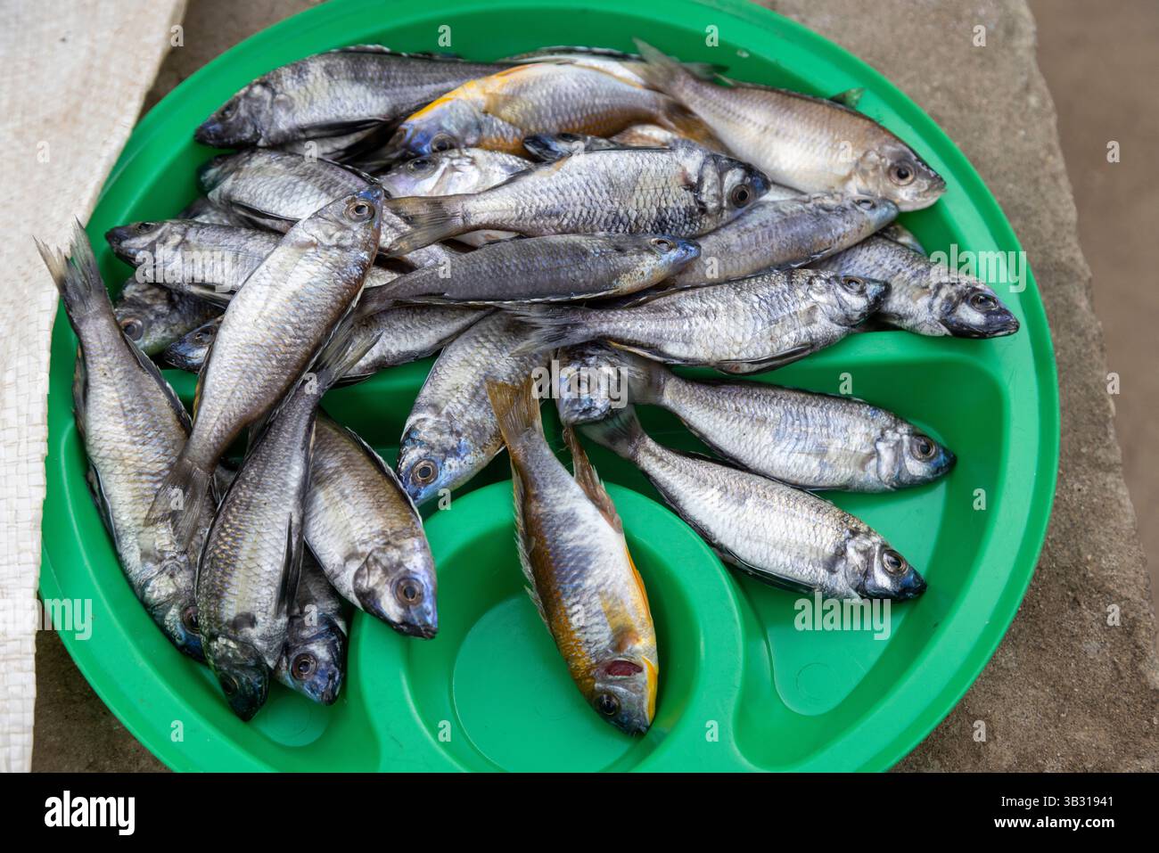 Cichlid fish caught in hi-res stock photography and images - Alamy