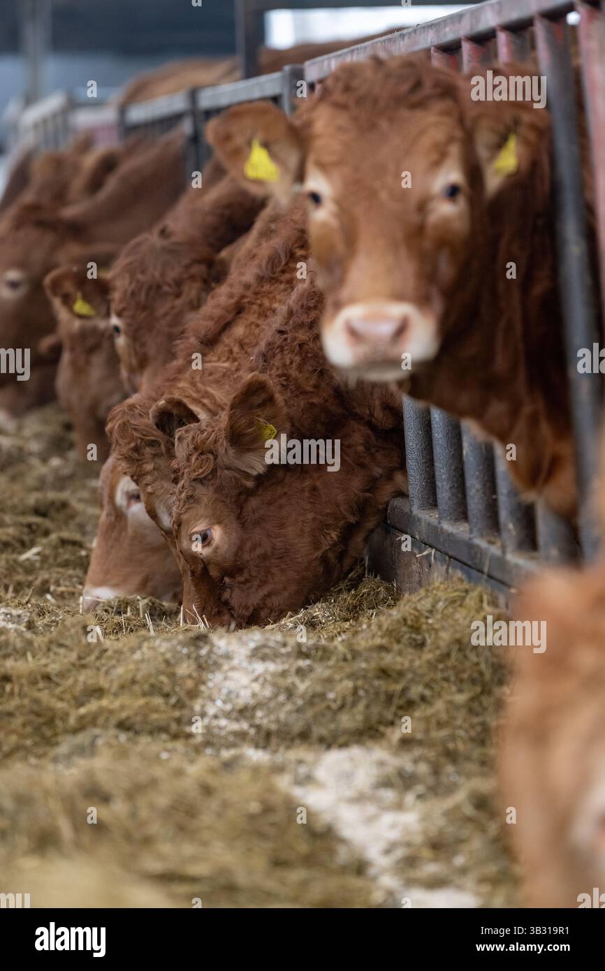 Limousin beef cattle wintering in a cattle shed and eating silage from ...