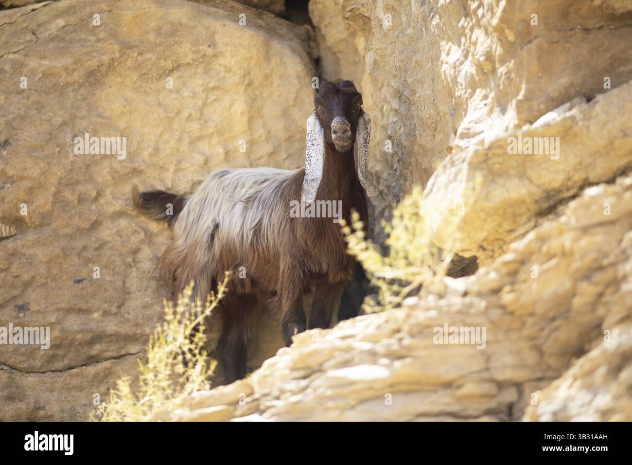 Goat (Capra aegagrus hircus) with floppy ears in Wadi Bani Khalid ...
