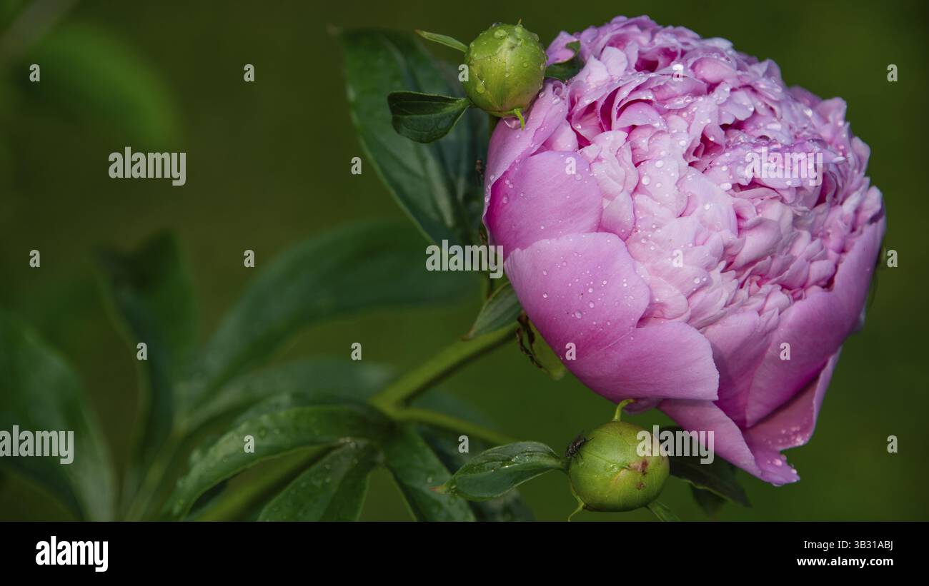 Common peony (Paeonia officinalis), also known as true peony, farmer's ...