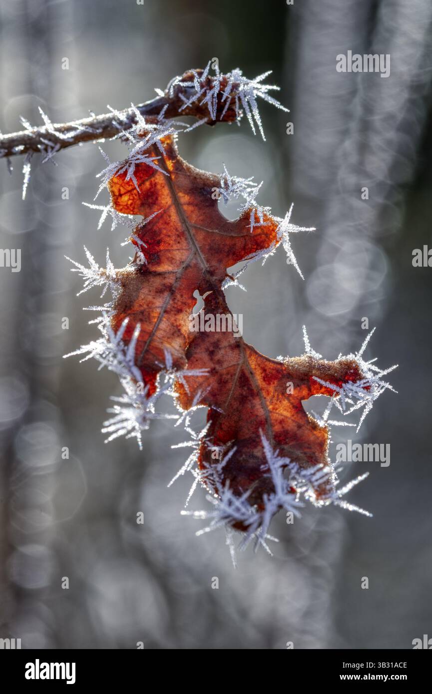Frost and nature hi-res stock photography and images - Alamy