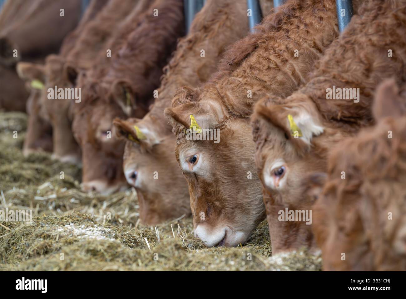 Limousin beef cattle wintering in a cattle shed and eating silage from ...