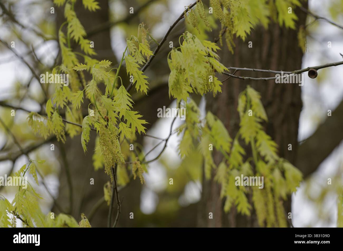 Leaf development of red oak (Quercus rubra) in spring, deciduous tree ...