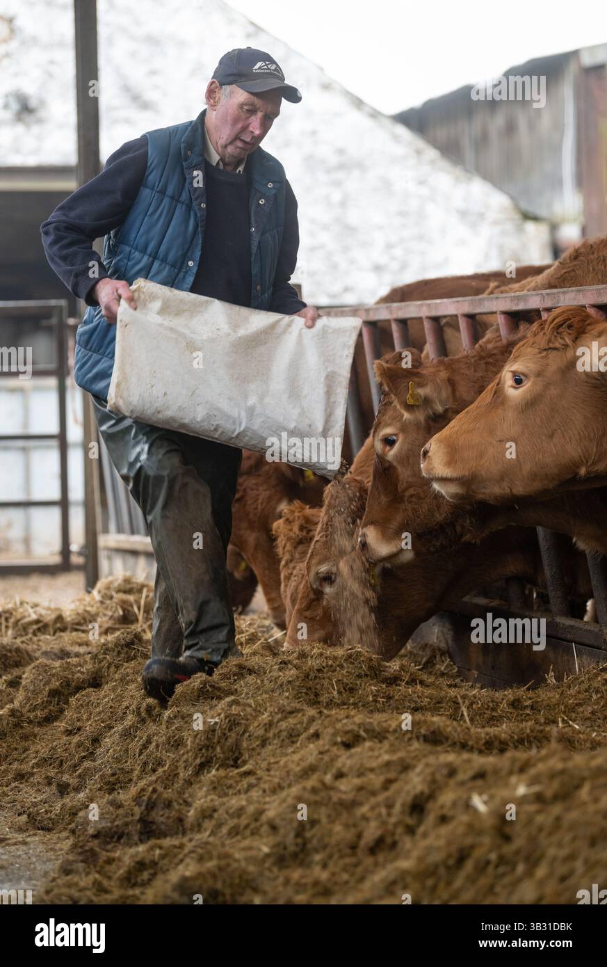 Farmer feeding his cattle a corn mix on top of their silage in a ...