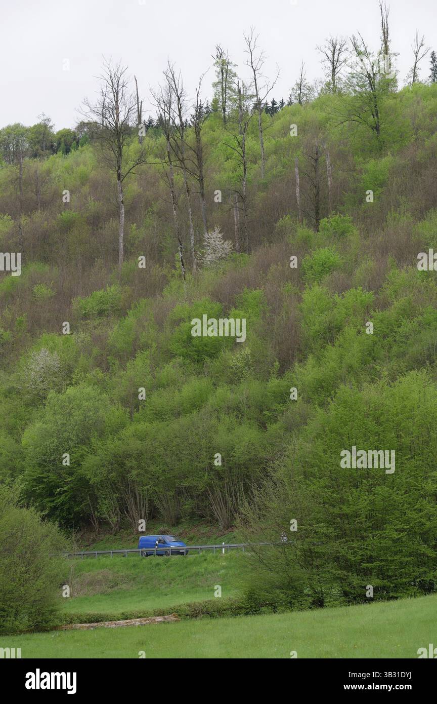 Spring awakening in Salltal, Sall, spring, April, tree mortality ...