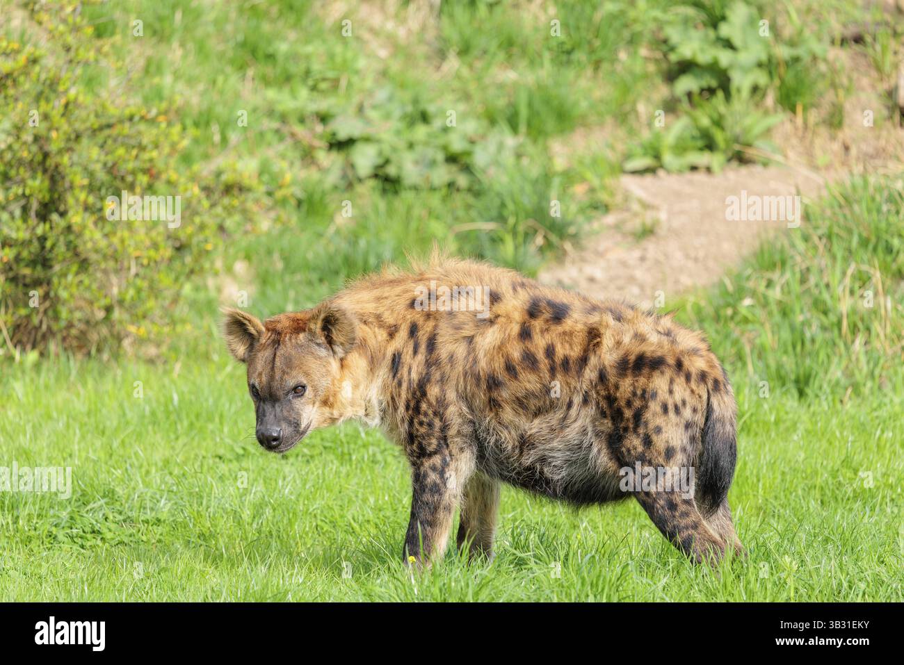 An adult female Spotted Hyena (Crocuta crocuta) stands in a green ...
