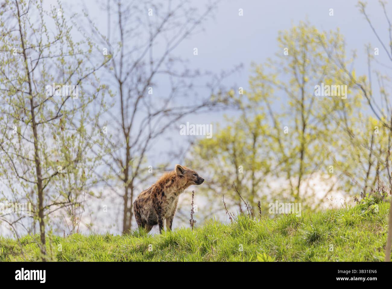 An adult female spotted hyena (Crocuta crocuta) stands on a small hill ...