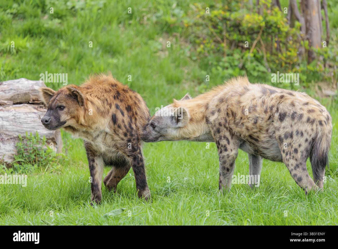 Two adult spotted hyenas (Crocuta crocuta), one male and one female, display courtship behaviour ...