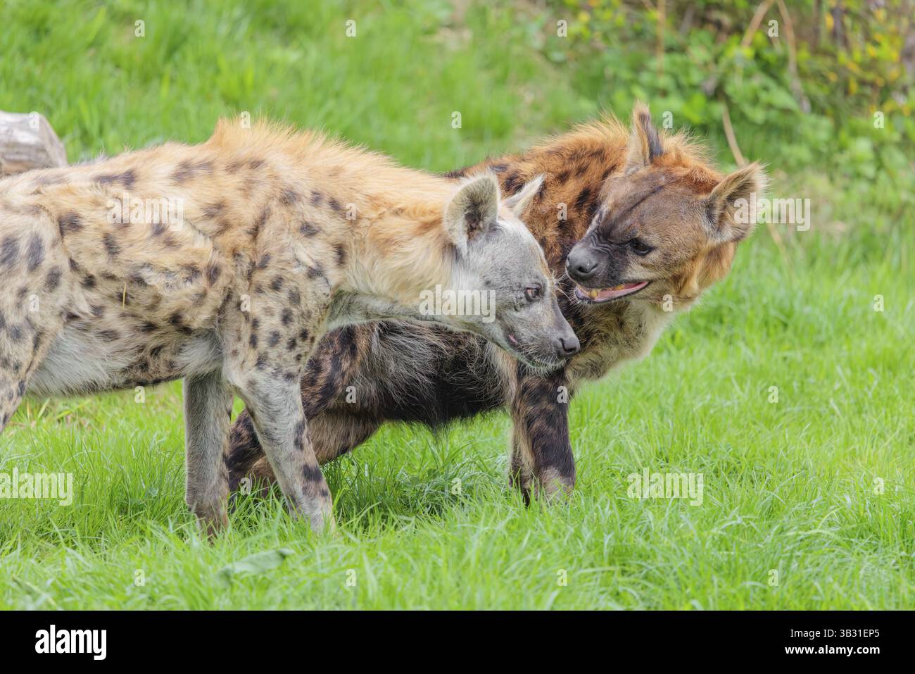 Two adult spotted hyenas (Crocuta crocuta), one male and one female, display courtship behaviour ...