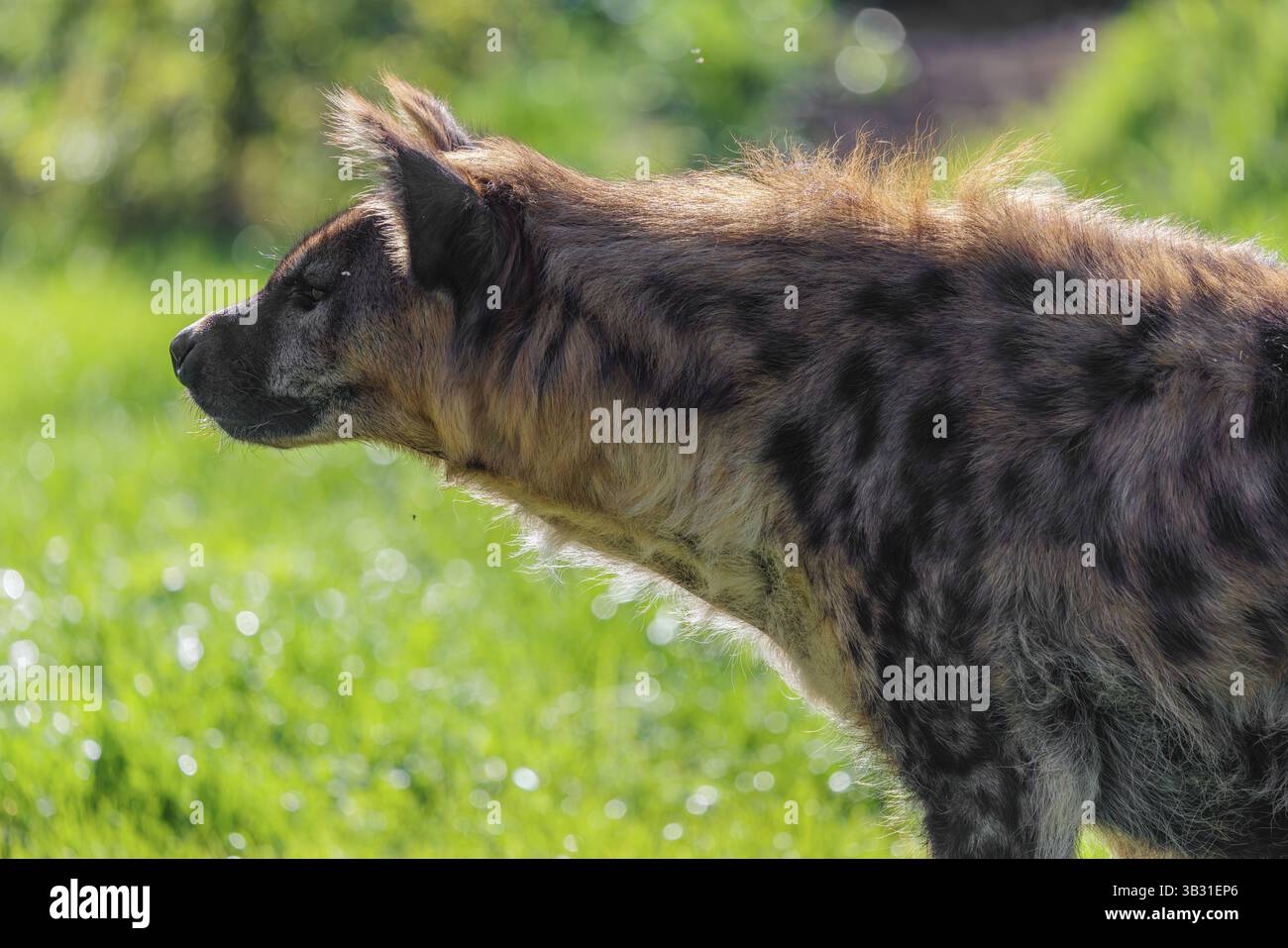 An adult female spotted hyena (Crocuta crocuta) stands against the ...