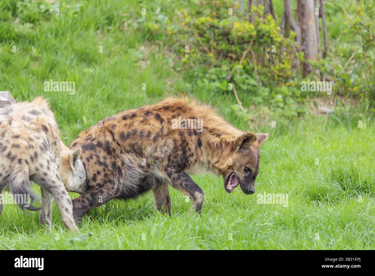 Two adult spotted hyenas (Crocuta crocuta), one male and one female, display courtship behaviour ...