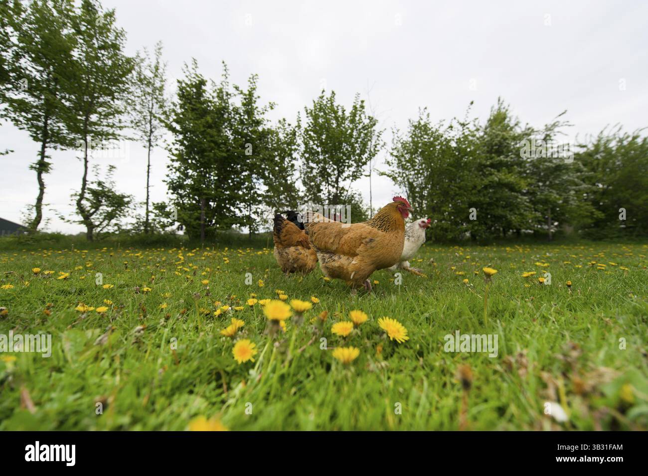 Free-range chickens walking outdoor in grass field Stock Photo - Alamy