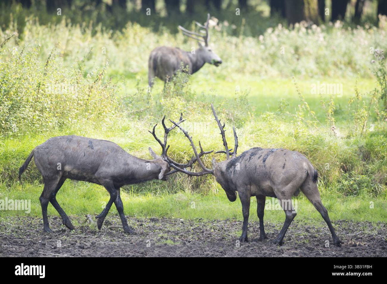 Deer fighting hi-res stock photography and images - Alamy