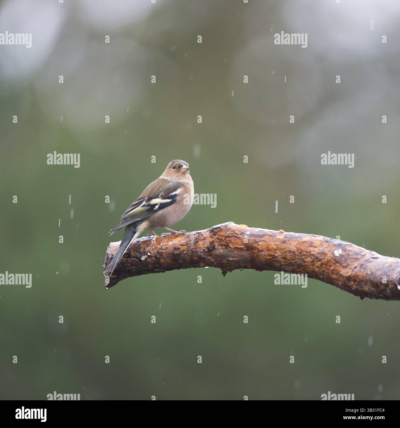 Female eurasian chaffinch common hi-res stock photography and images ...