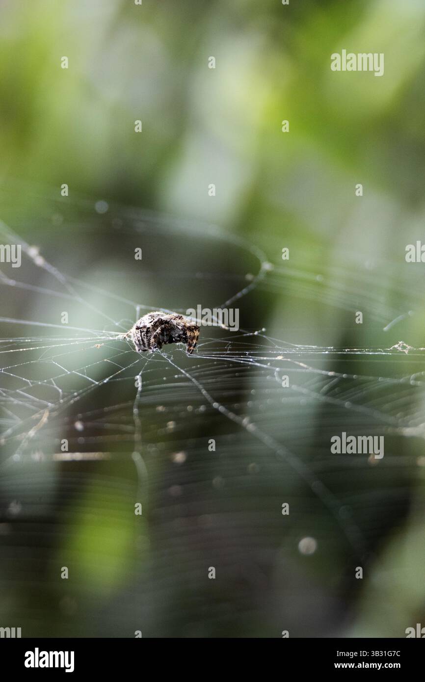 Single drop pattern hi-res stock photography and images - Alamy