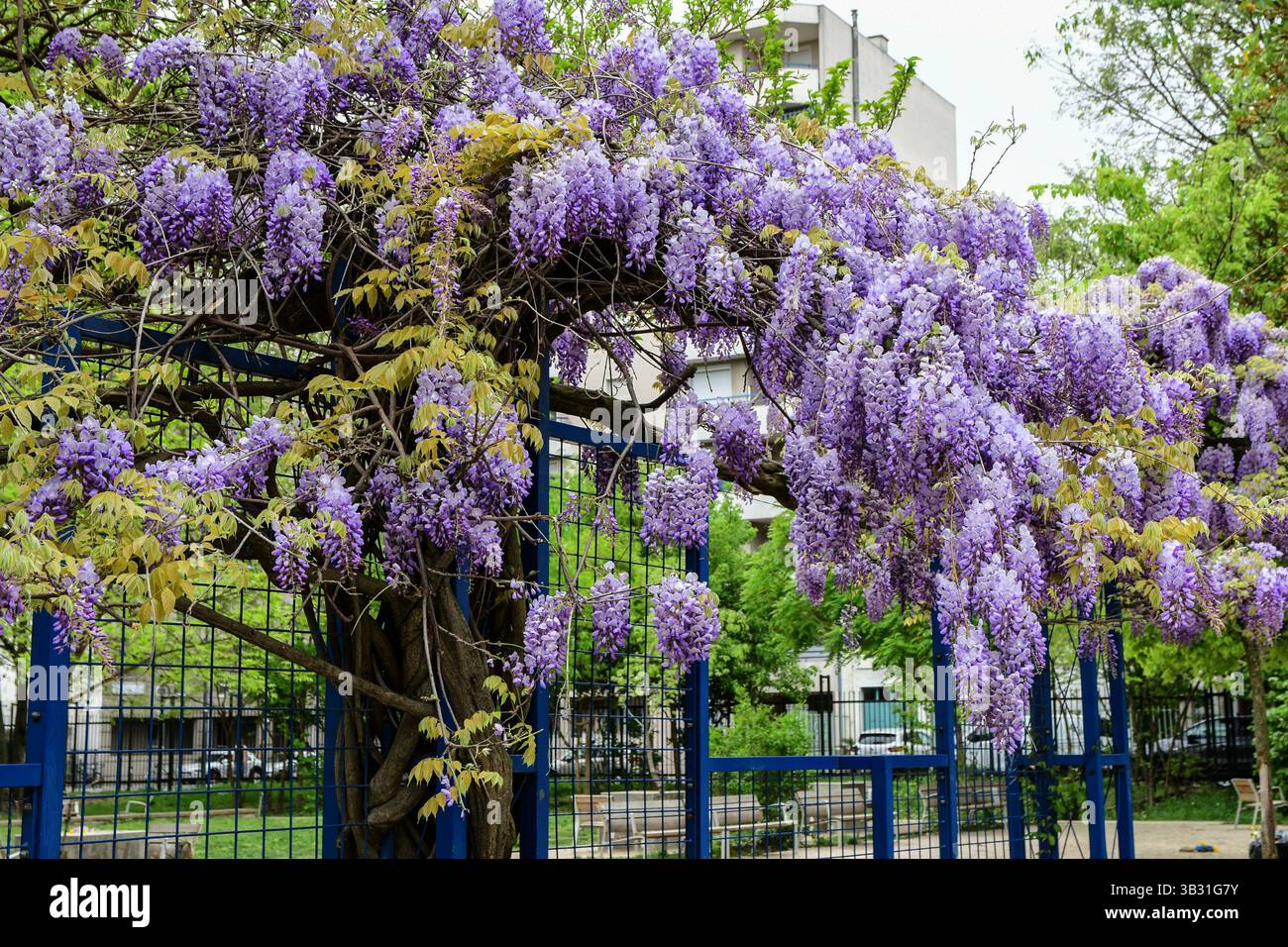 Lyon, France. 13th Apr, 2025. Flowers of the Chinese wisteria plant ...