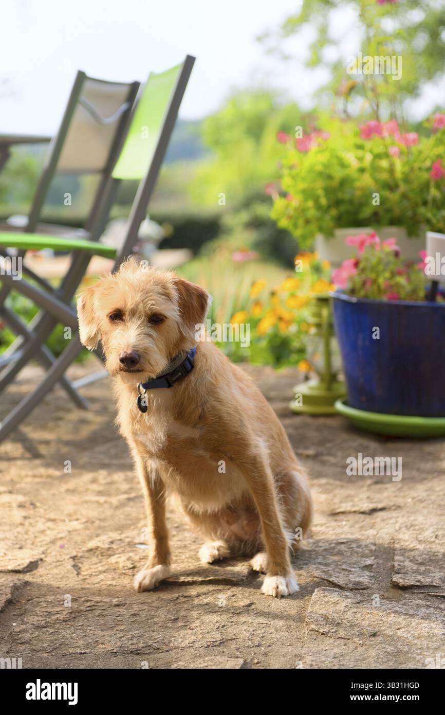 Little cute cross breed dog outdoor in the garden Stock Photo - Alamy