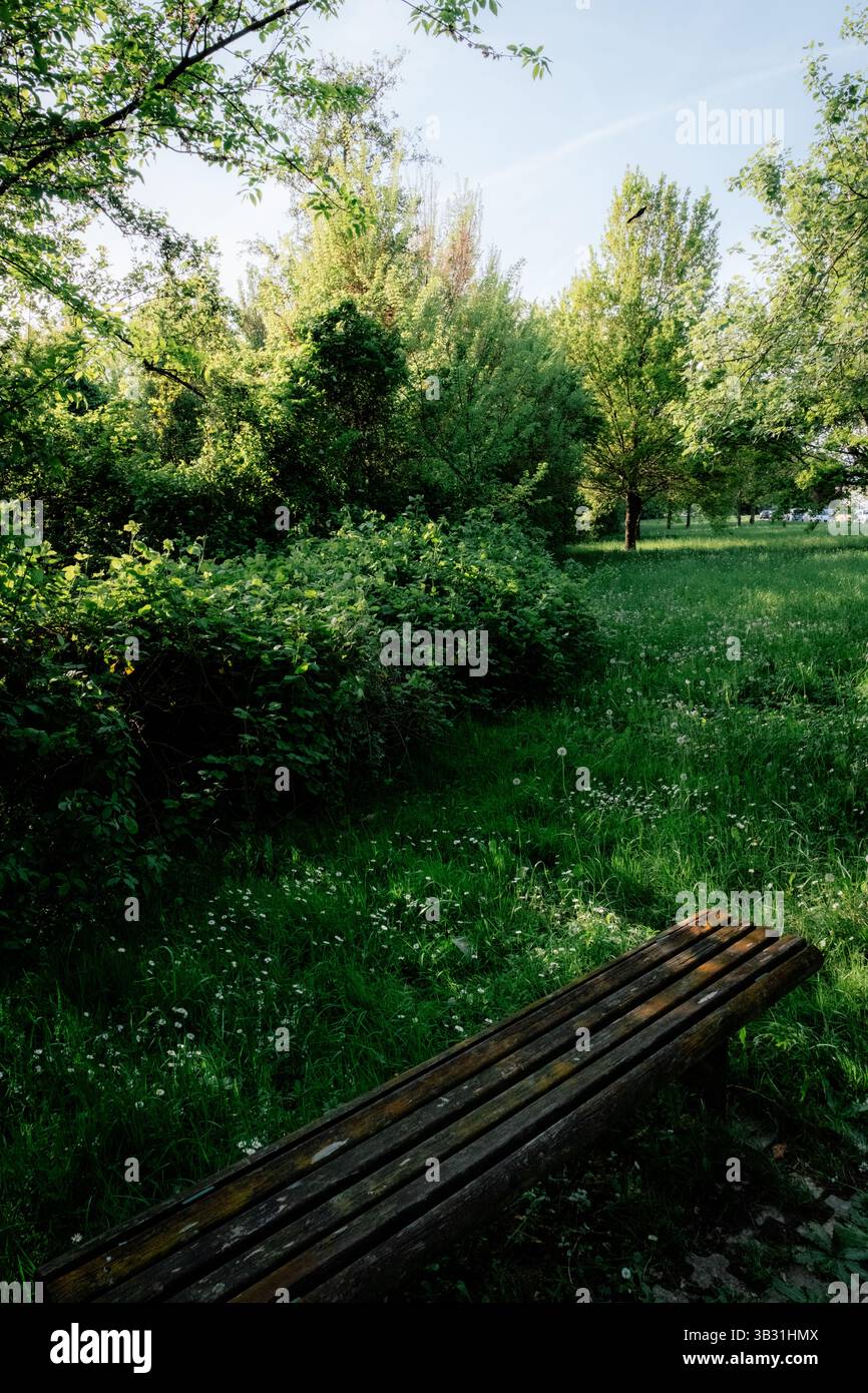 Wooden bench under trees in a green park during springtime with ...