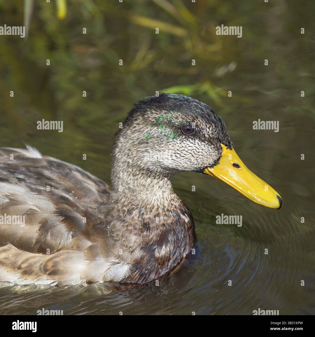 Ducks floats on water hi-res stock photography and images - Alamy